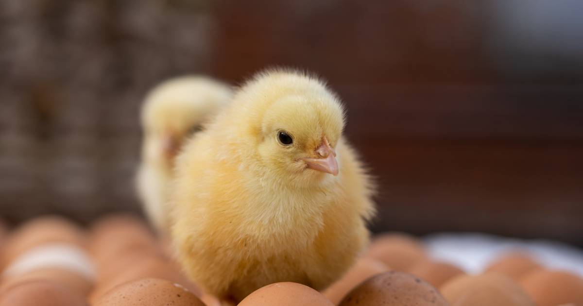 “Na zo’n drie weken hoorde ik gepiep”: kan er écht een kuiken komen uit ...