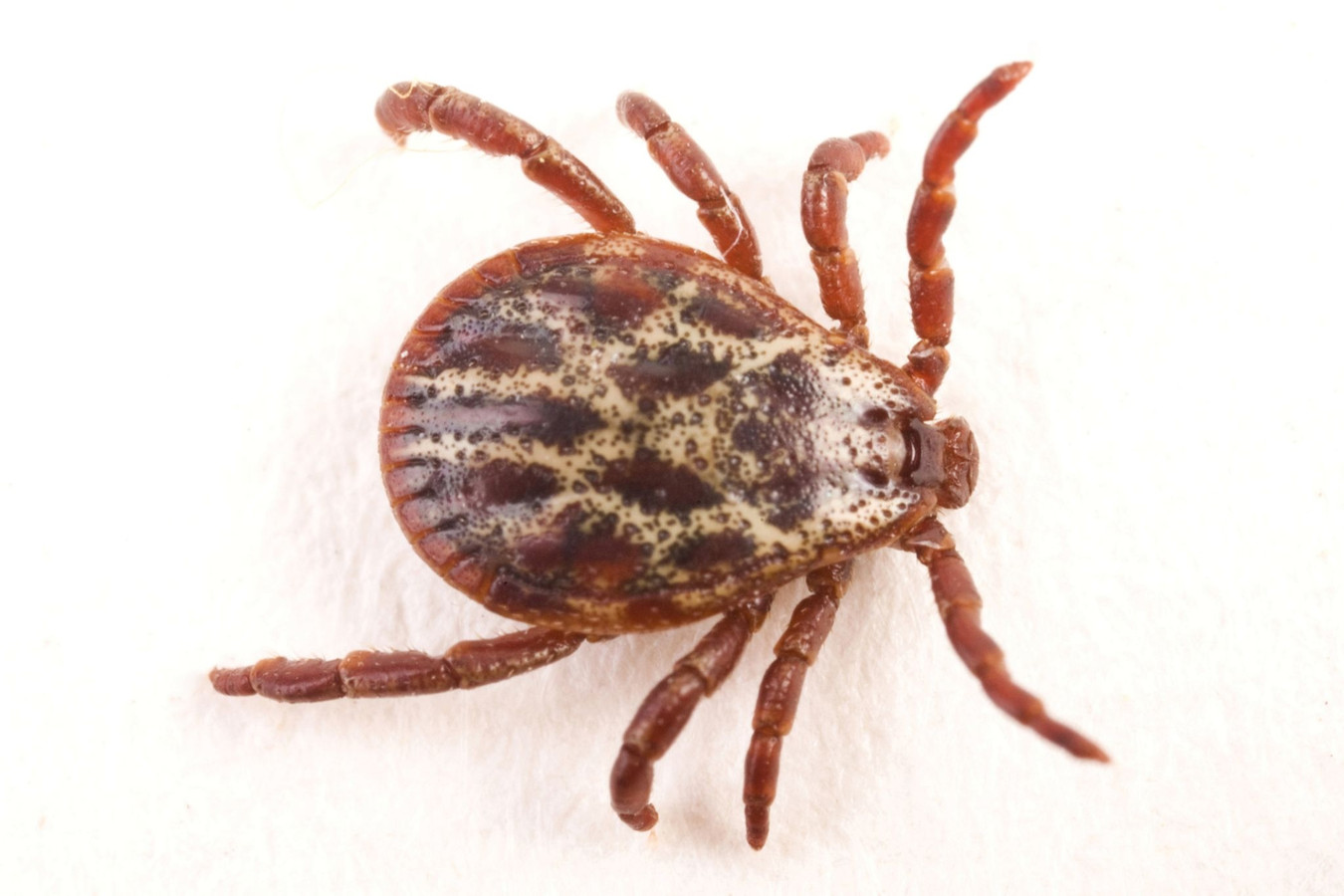 GGD houdt Week van de Teek | Foto | destentor.nl