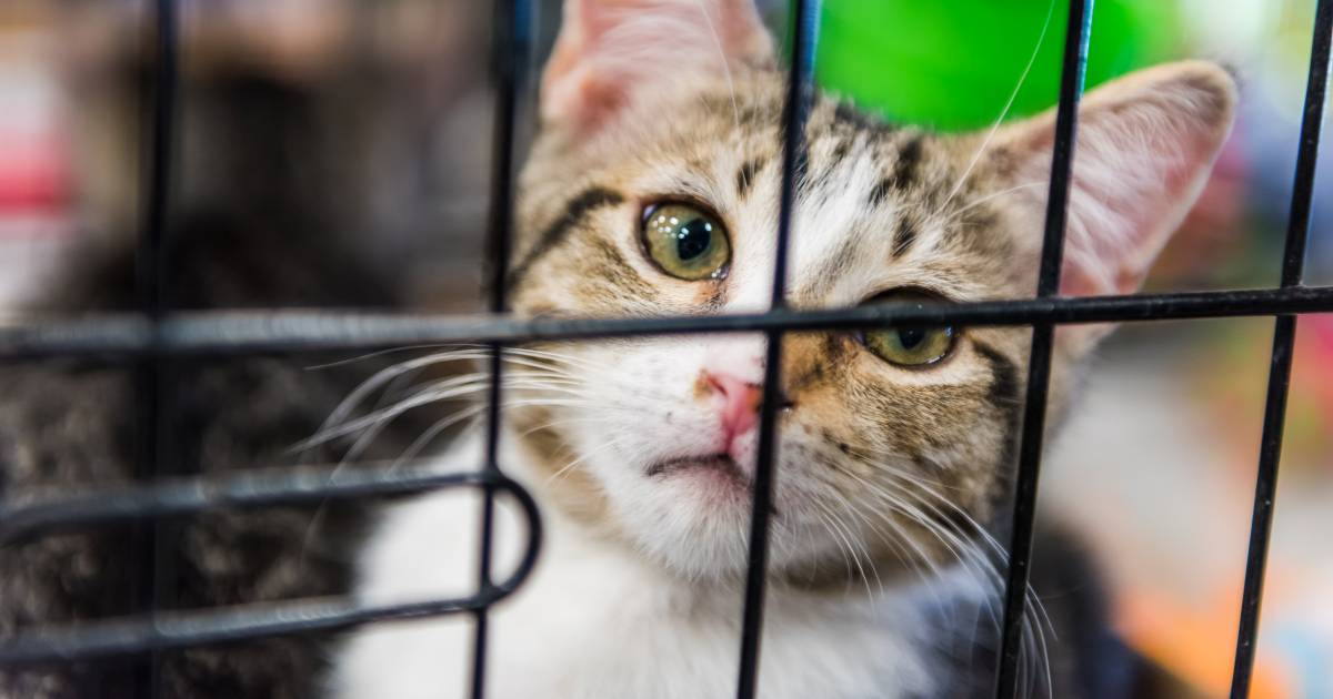Meerdere katten overleden na wurging met snelbinder: ‘Je maag draait er ...