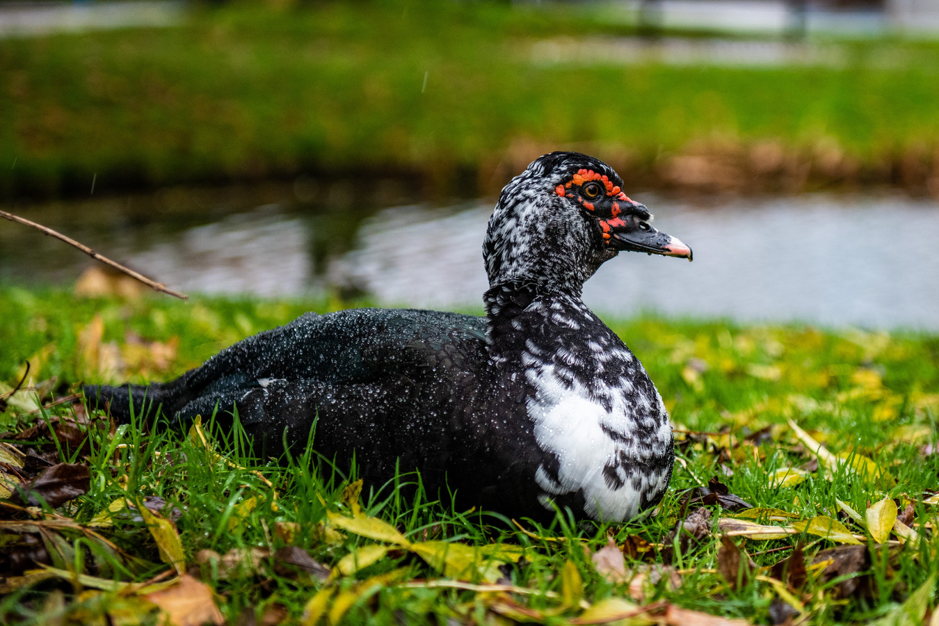 Dorp heeft buik vol van opdringerige ‘XL-eenden’ die alles onder ...