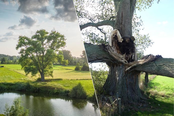 Eenzame populier van Astene is derde mooiste van het land | Deinze | hln.be