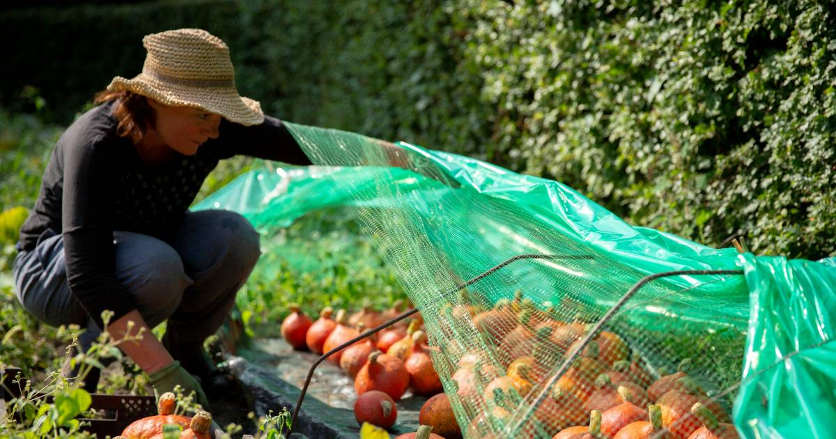 Boerendorp produceert voor voedselbankwinkel: ‘De hele buurt profiteert ...