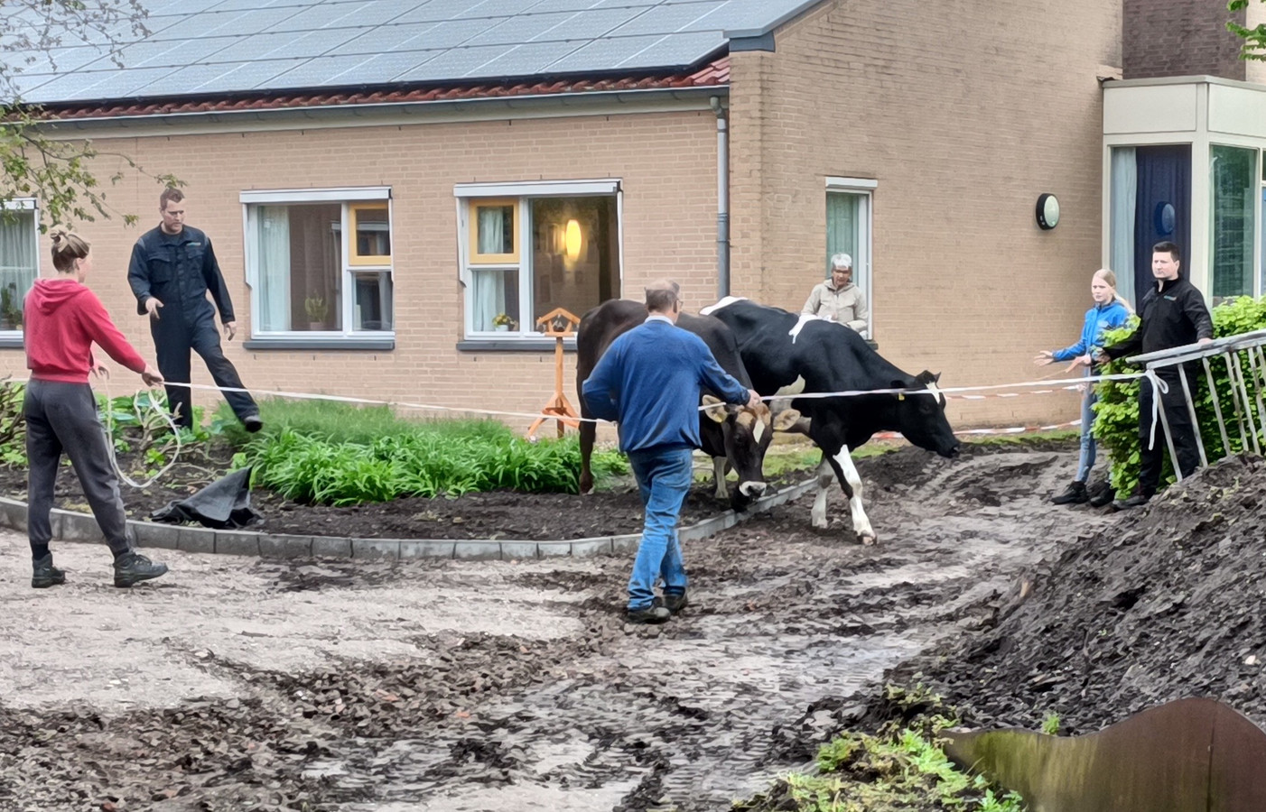 Losgeslagen koeien zetten dorp op stelten: twee dieren nog spoorloos | Foto | gelderlander.nl