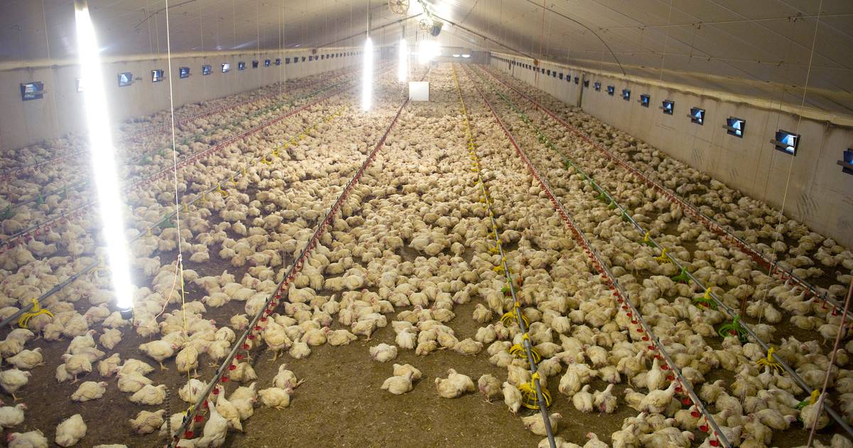 Korte straf voor eierboer uit Asten voor mestfraude | De Peel | ed.nl