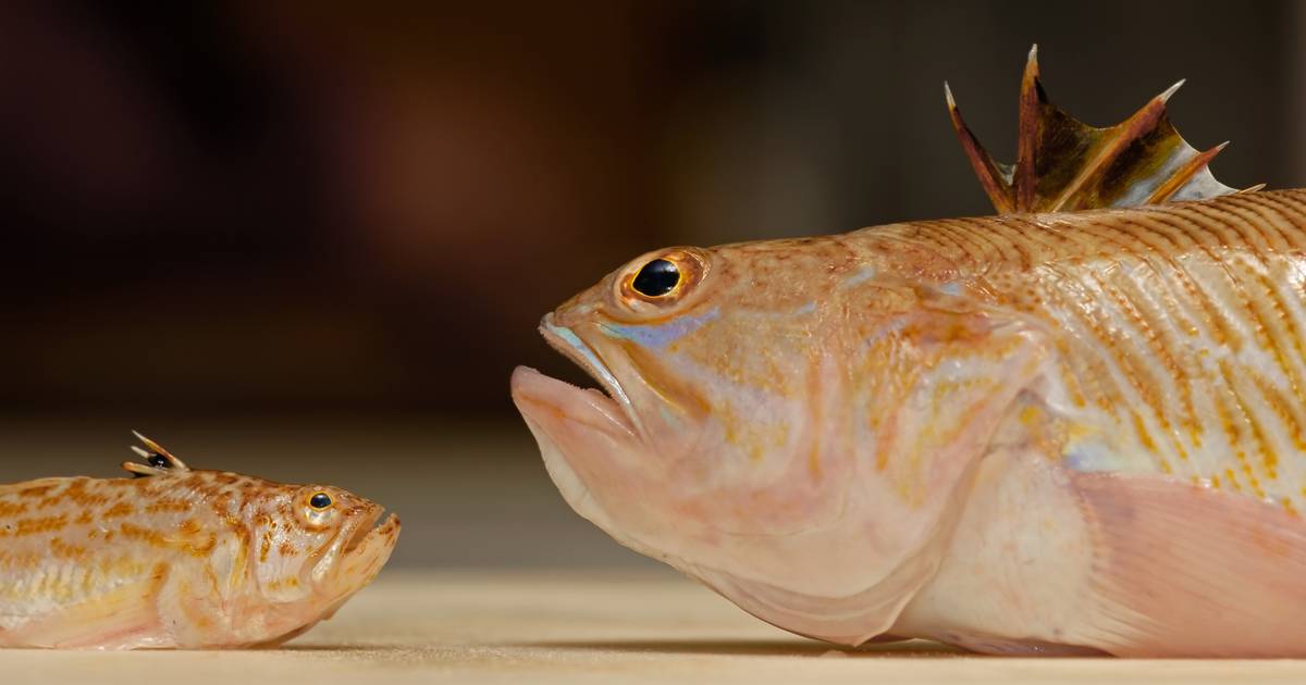 De pieterman is de lekkerste vis op ons bord, maar de giftigste op het ...