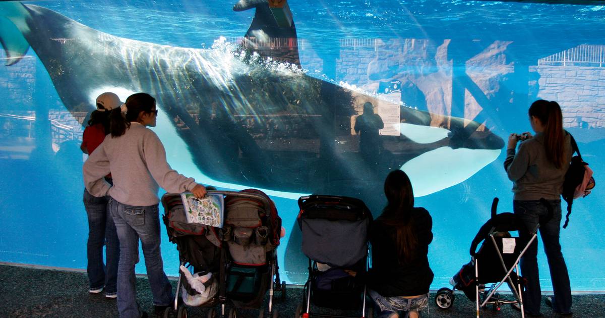 SeaWorld stopt met orka-shows in San Diego | Dieren | hln.be