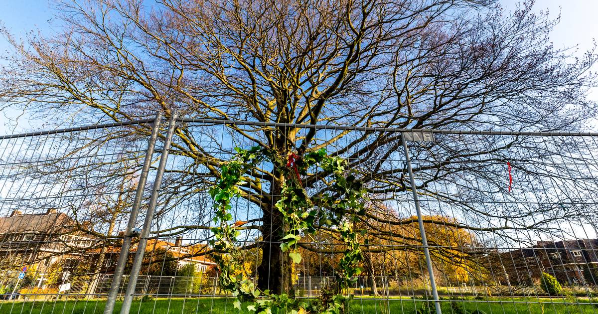 Iconische rode beuk in Wilhelminapark kondigt zijn afscheid aan: ‘Kom ...