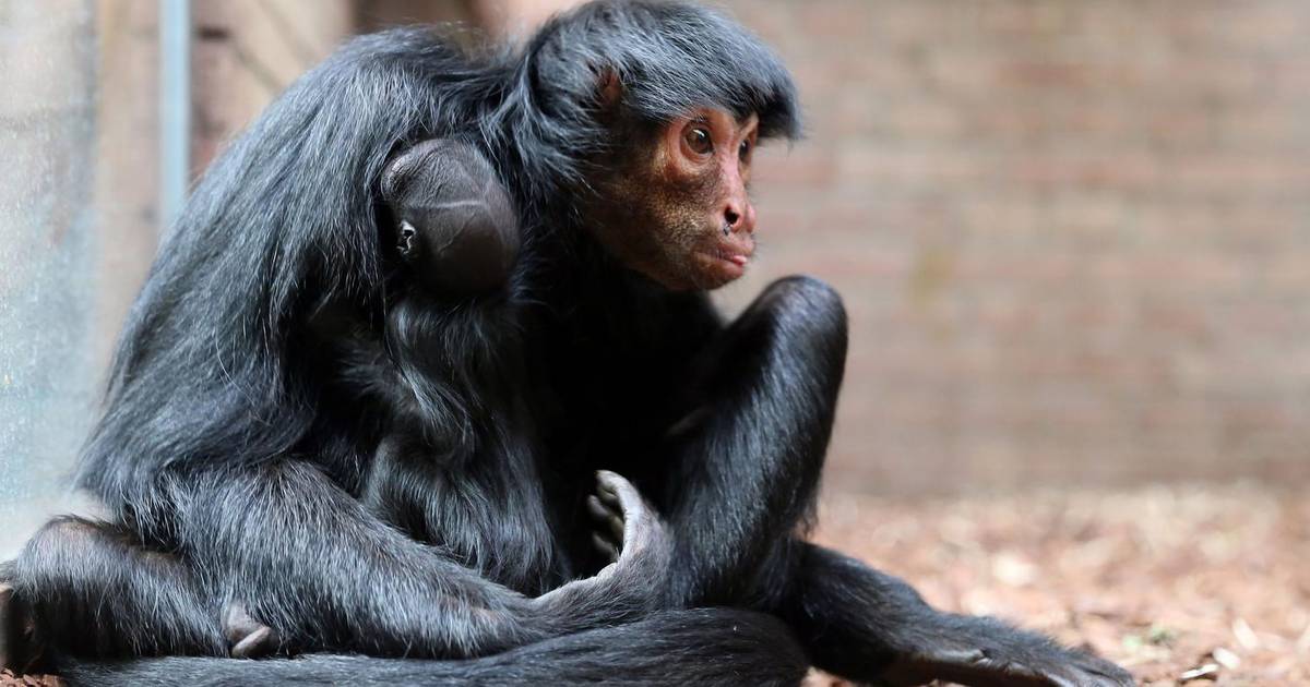 Zeldzame zwarte slingeraap geboren in Artis | Amsterdam | AD.nl