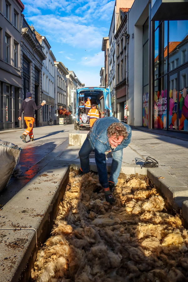 Mechelen experimenteert met wol in plantvakken: “Het is een geweldige ...