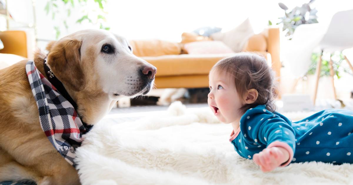 Na dood baby door hondenbeet: ‘Zorg dat je hond goed is opgevoed als er ...