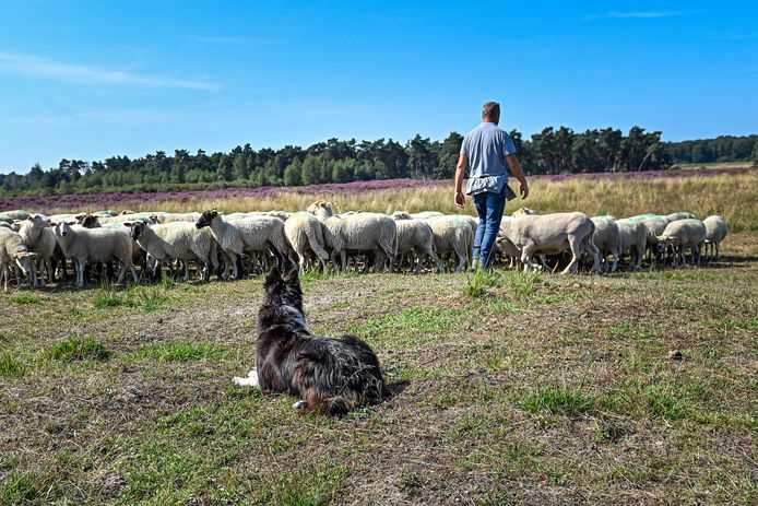 Theater voor álle kinderen, feestelijk schapen drijven en nog veel meer ...