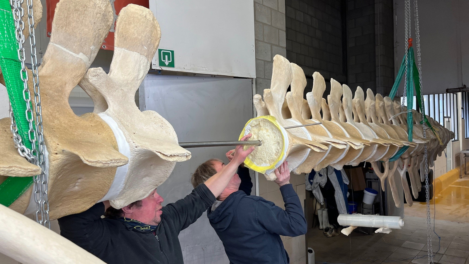 Exact 35 jaar terug lokte aangespoelde potvis Valentijn van Sint-André ...