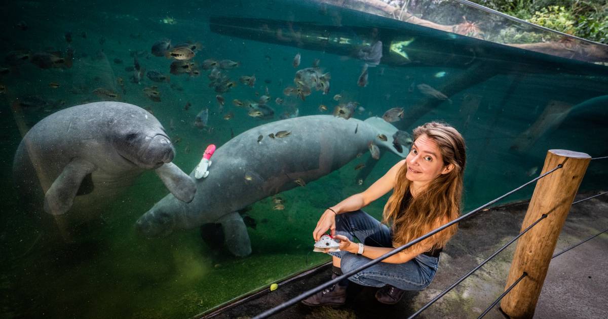 ‘Onderwaterspion’: Dit is waarom een zeekoe in Burgers’ Zoo met een ...