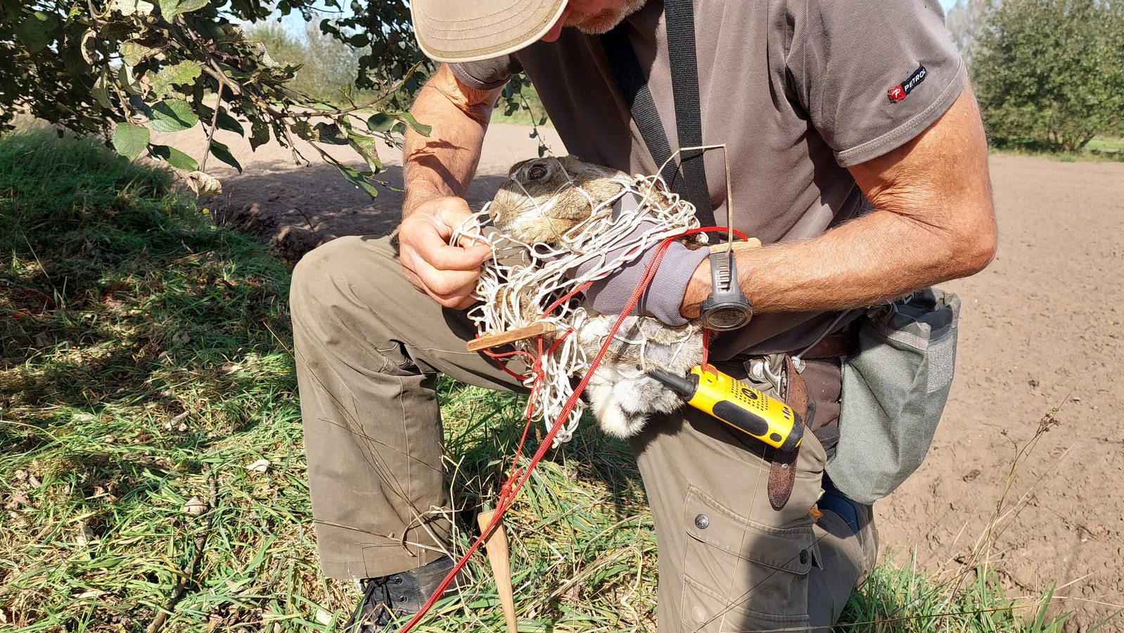 Konijnen gevangen en weer uitgezet in de duinen van Oranjezon: ‘Anders ...