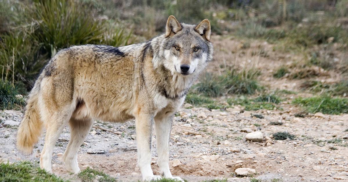 Nederlandse jager schiet wolf dood in Polen: ‘Dacht dat het een vos was ...