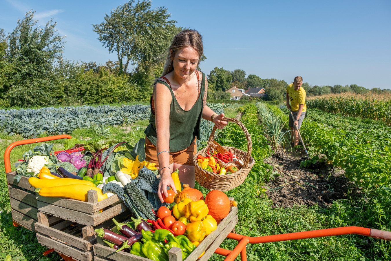 Voedselbos bij de Boer van Middelburg | Foto | pzc.nl