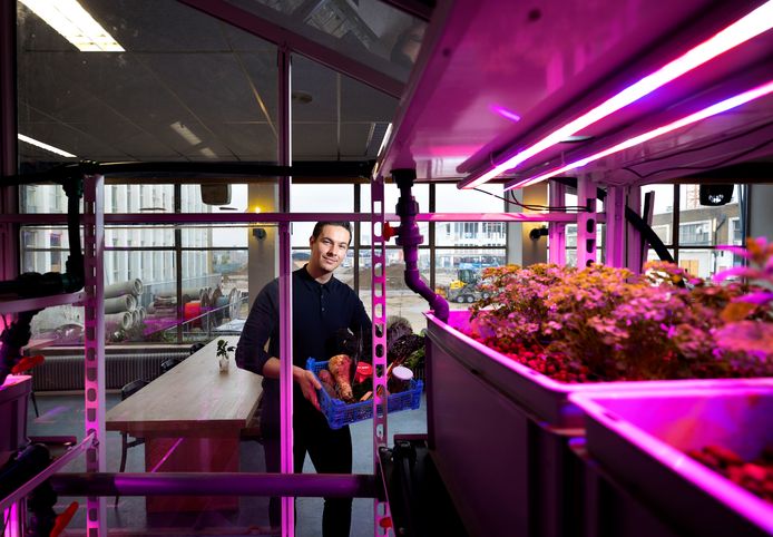 Rode boerenkool, aardperen, Shiitake en kastanjes: Maaltijdbox Phood ...