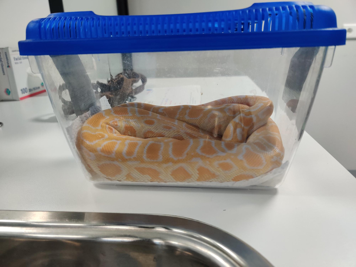 Zeldzame albino tijgerpython gewoon gedumpt op straat: ‘We stonden wel ...