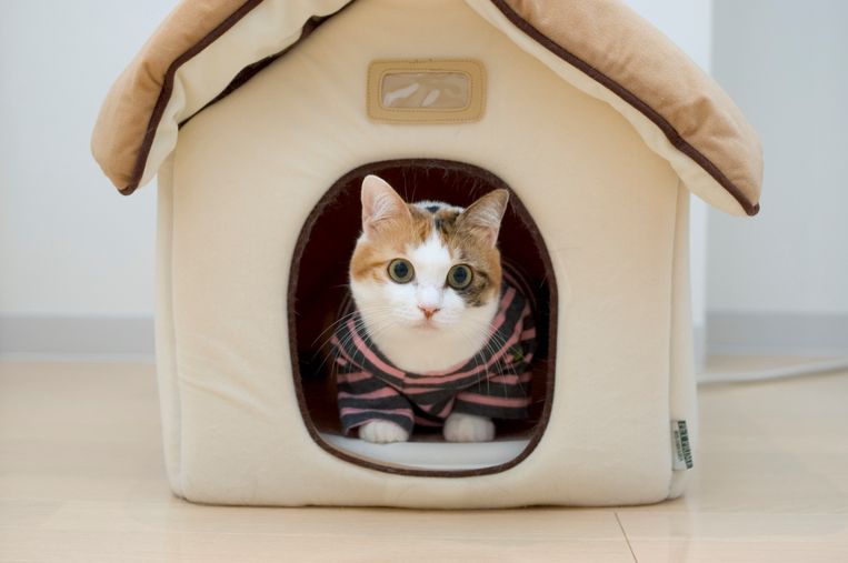 Kattenhuisjes zijn dé trend voor in huis | Libelle