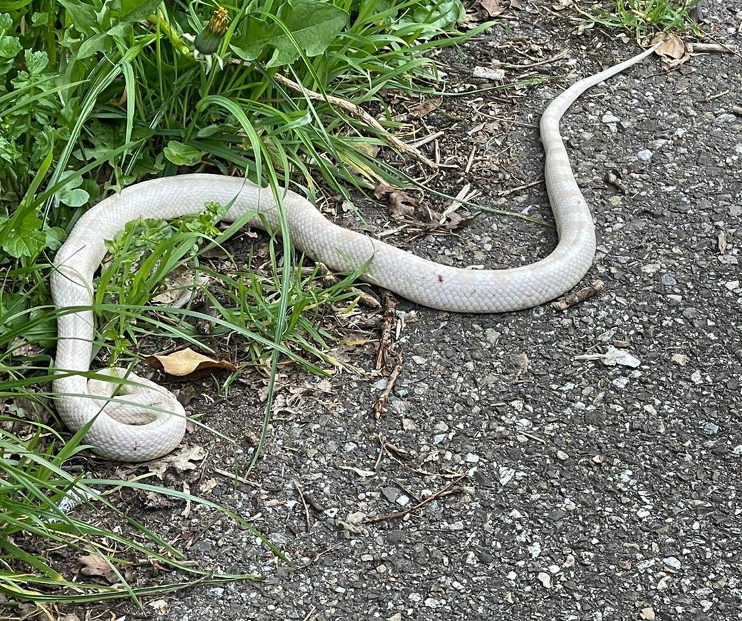 Rode rattenslang kruipt vlakbij school in Rhenen: gevangen door ...