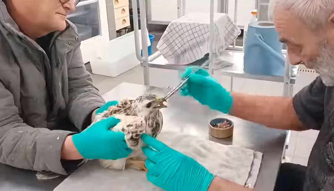 VOC Malderen vangt witte buizerd op: “Hij gaat goed vooruit, maar moet ...