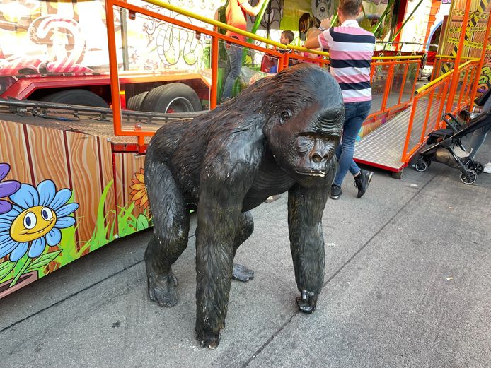 Kermisaap ‘Bokito’ na diefstal flink beschadigd, Bergse eigenaar ‘kan ...