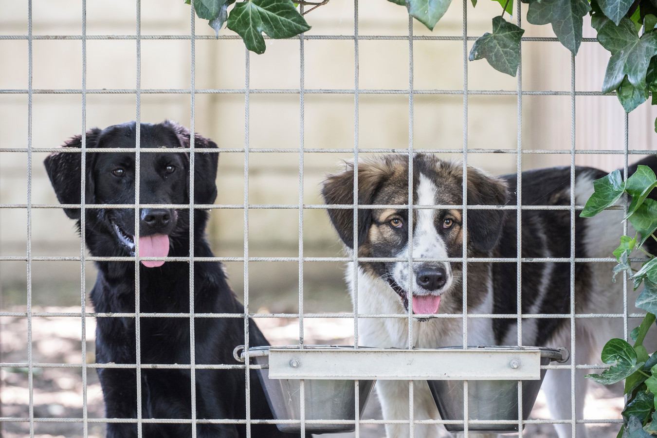Rotterdam steekt 7,5 miljoen in bouw dierenasiel: vanaf 2023 nieuw ...