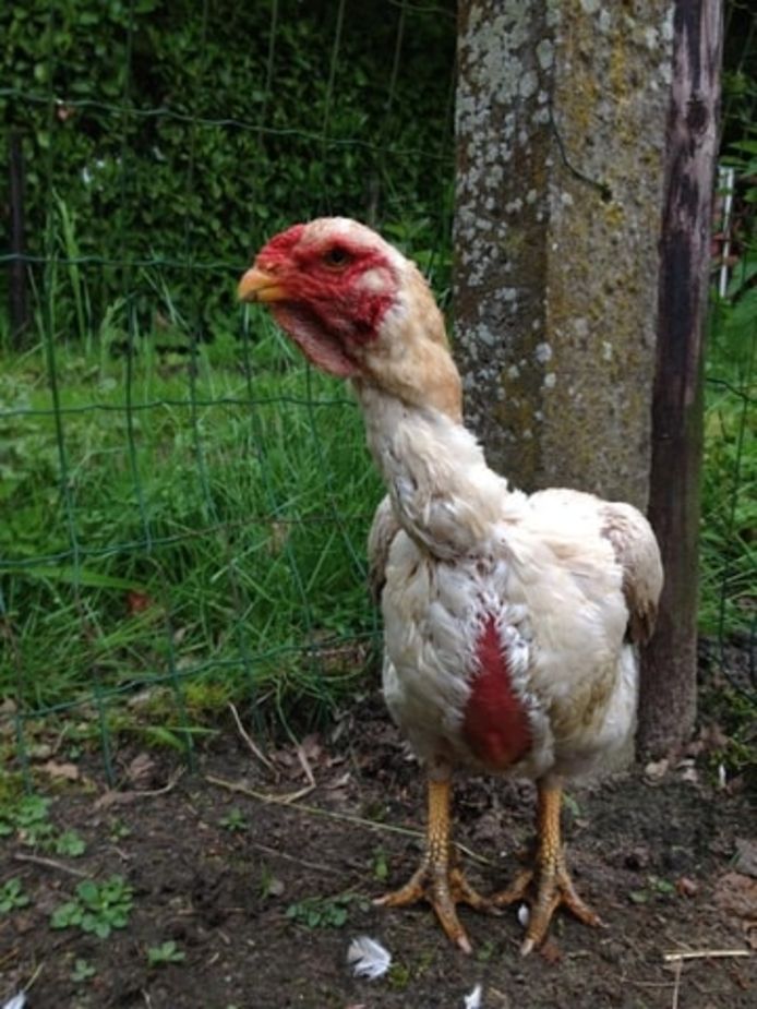 Voor rechter wegens diefstal Japanse sierkippen, maar hobbykweker wordt ...