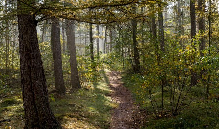 'Nederland moet 100 duizend hectare bos bijplanten voor klimaat en als ...