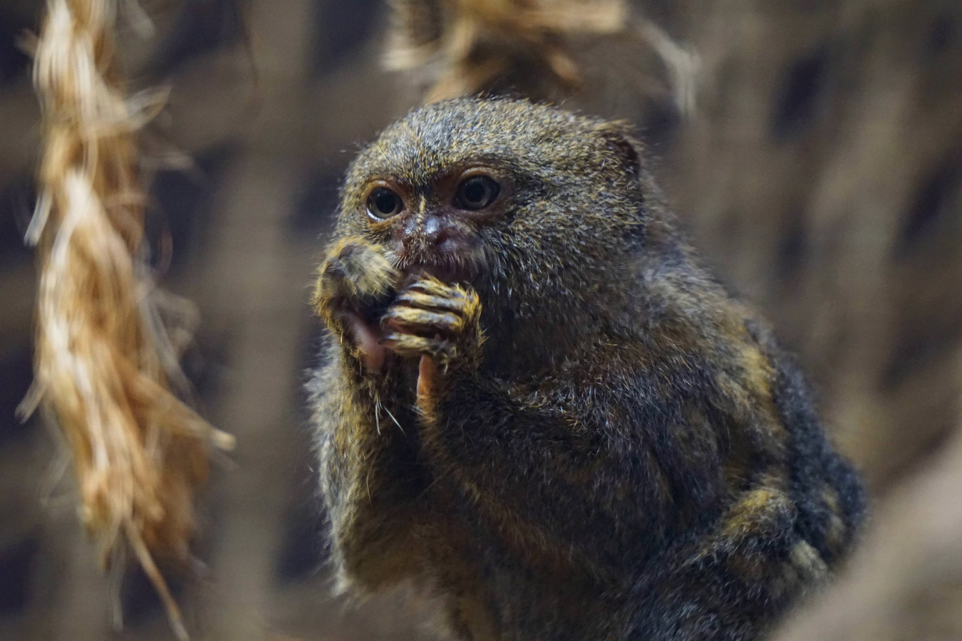 De mini's onder de apen: volwassen dwergzijdeaap weegt net zoveel als ...