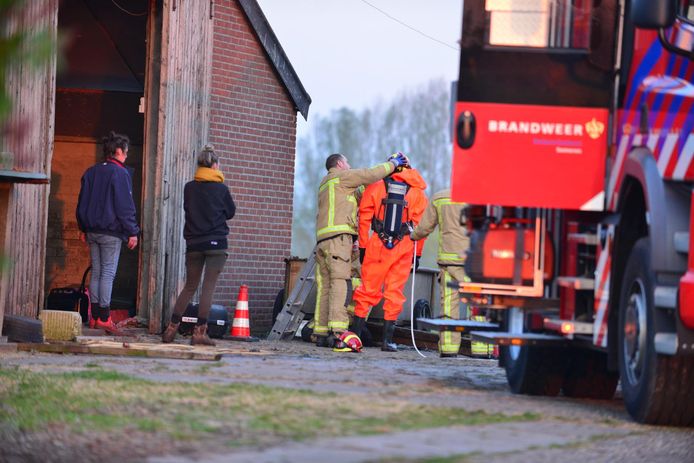 Hachelijke momenten: jonge eendjes gered uit diepe put bij boerderij in Someren | Brabant ...