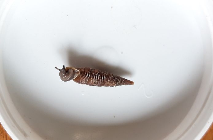 Slakken zoeken asiel in de tuin | De Vallei | gelderlander.nl