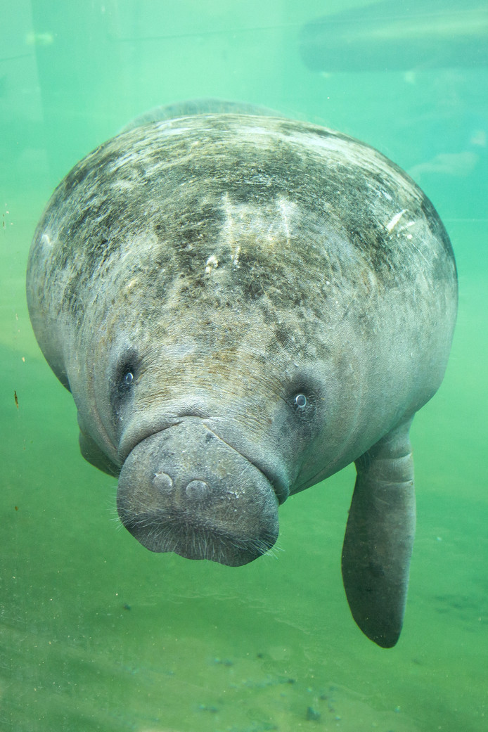 Zeldzame geboorte op komst in Burgers’ Zoo: zeekoe krijgt kalfje ...