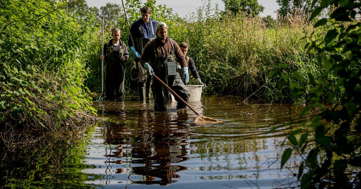 Wat moet dat, vissen met stroom in een Twents beekje? | Hengelo ...