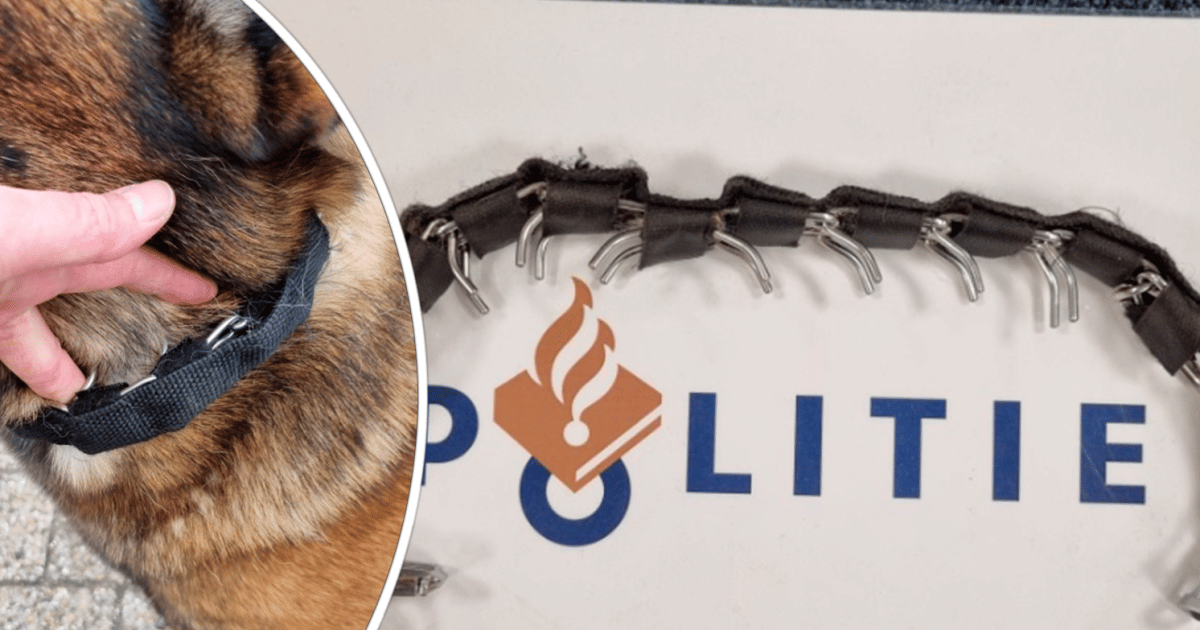 Politie verlost hond in Deurne van verboden en pijnlijke prikband om de ...