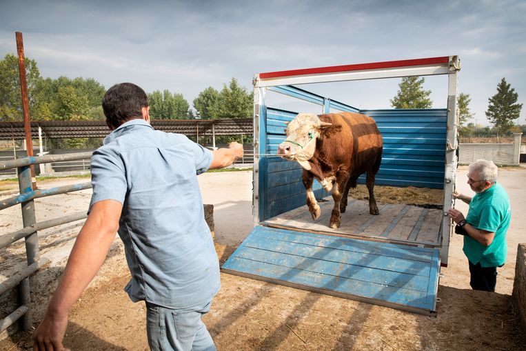 Is verdoofd slachten wel halal? In Turkije is het verdovingspistool ...