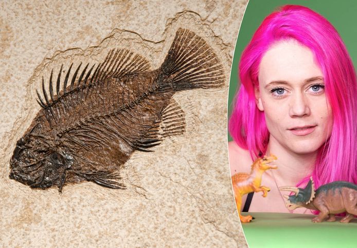 Bewaarde Overblijfselen Fossielen