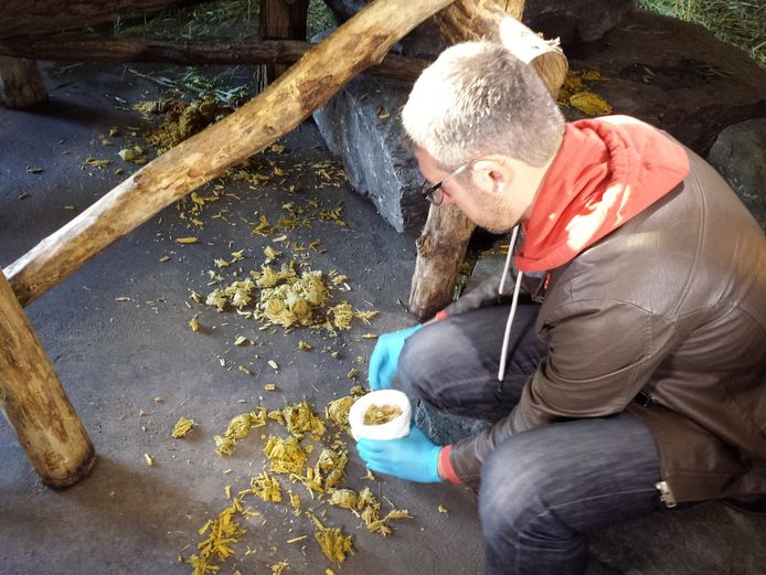 UGent neemt pandapoep onder de loep | Gent | hln.be