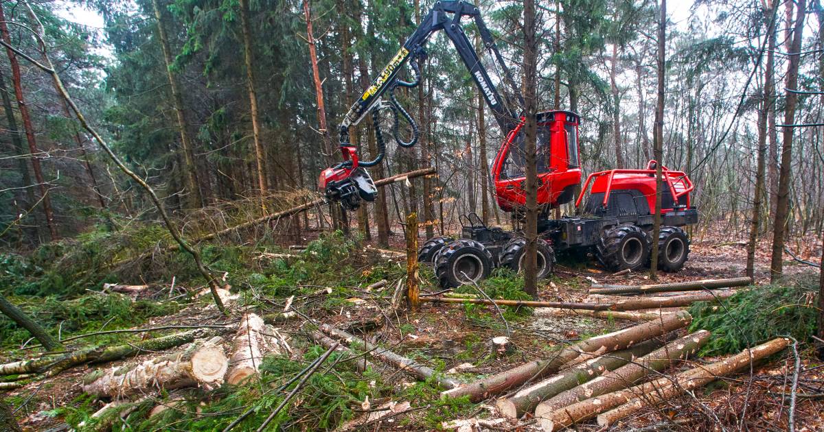 Uitheemse bomen in Schuttersbos maken plaats voor inheemse loofbomen ...