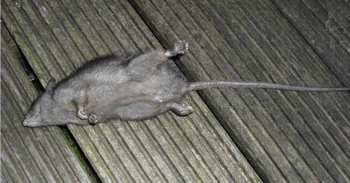 Rattenplaag in Zundert: 'Probleem is dat zwarte ratten zo slim zijn ...