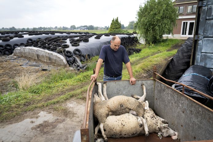 Al 30.000 schapen dood door blauwtong, virus zal in 2024 ‘100 procent ...
