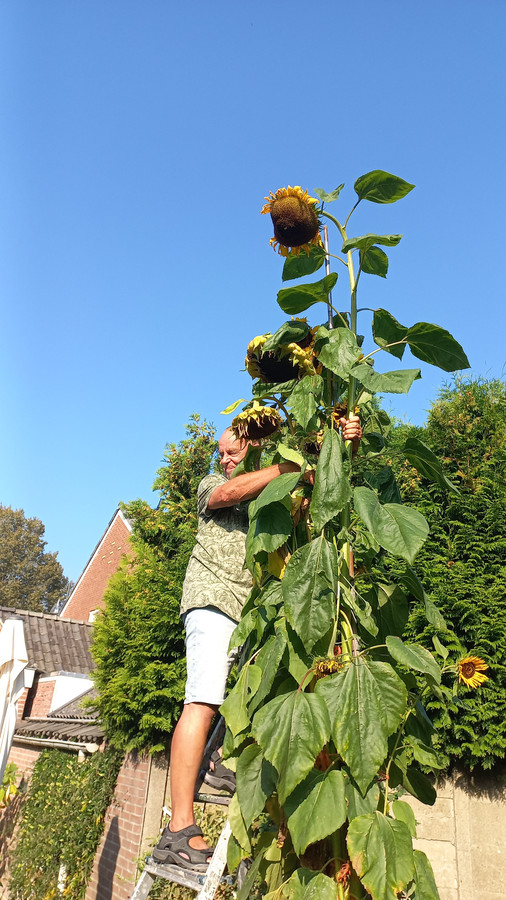 De bijzondere zonnebloem-geschiedenis van de Oerlese familie De Lepper ...