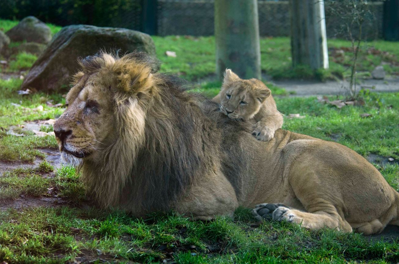 Aandoenlijke plaatjes uit Blijdorp: papa Aapel speelt met ...
