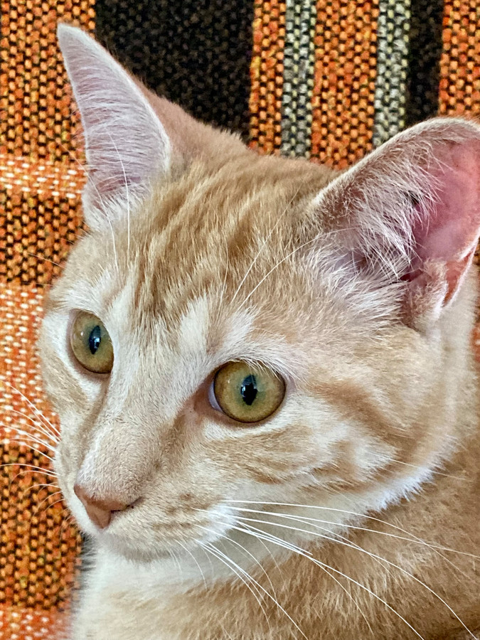 Dit zijn jullie inzendingen van de leukste katten op Wereldkattendag 2023 | Foto | AD.nl