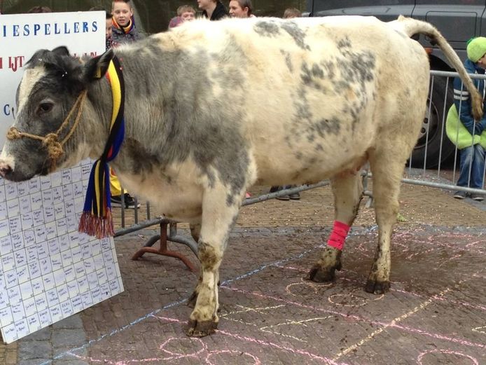 Eindelijk poepende koe in Keiespellersdurp | Haaren | bd.nl