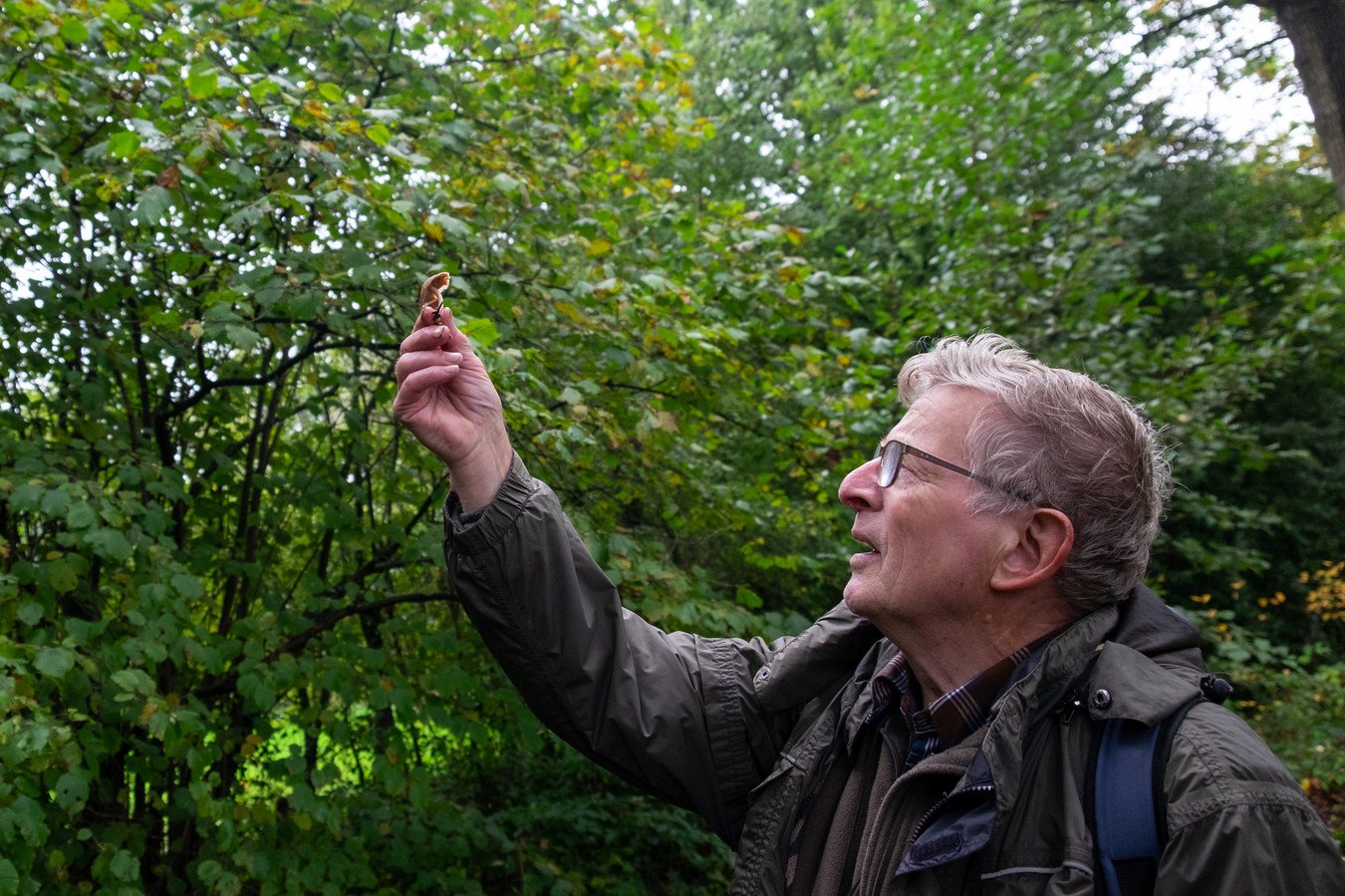 Is het de braakrussula of tóch de oranjebloesemzwam? Zelfs ...