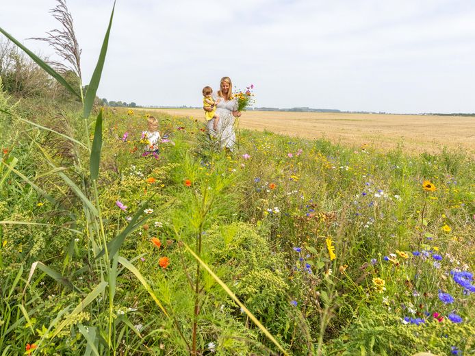 Plukranden op Noord-Beveland staan vol bloemen maar plukbonnen-kopers ...