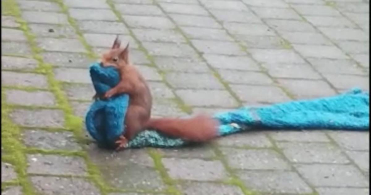 Pluizige dief wil er vandoor met wollen das, maar wordt betrapt bij ...