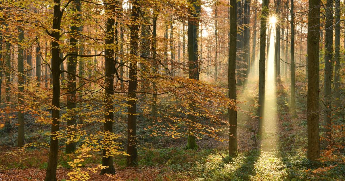 Infomarkt over nieuwe plannen voor woonkernen | Sint-Genesius-Rode | hln.be