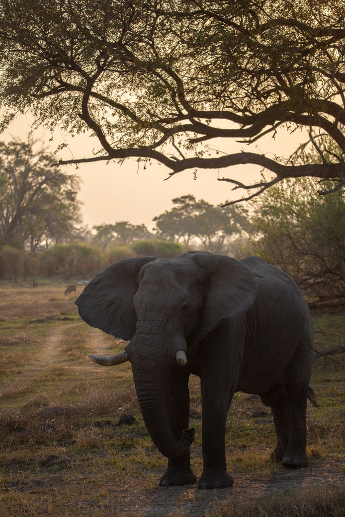 Bescherming van de olifant werkt: het aantal blijft stabiel ...